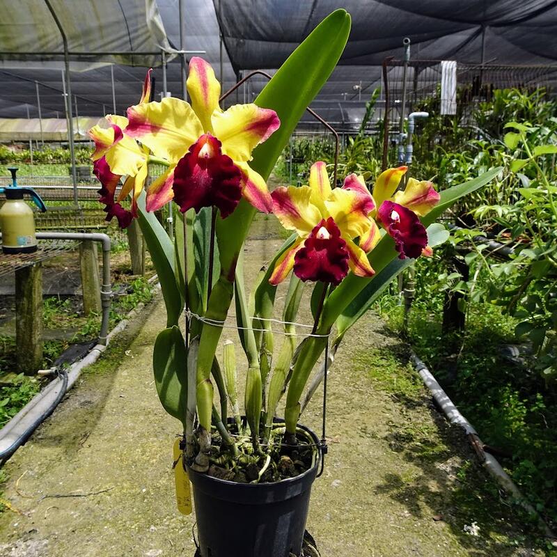 迷秀 Rlc. Toshie Aoki‘Starburst’AM/AOS(1980)(第一代進口母株~插5大角)珍藏母本 | 露天市集 | 全 ...