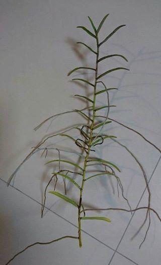 台灣野生蘭 ~~~ Micropera pallida 台灣原生 | 露天市集 | 全台最大的網路購物市集