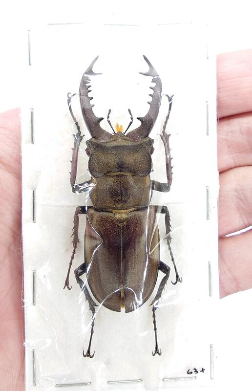 Lucanus dybowski taiwanus 高砂深山鍬形蟲 標本 乾貨 | 露天市集 | 全台最大的網路購物市集