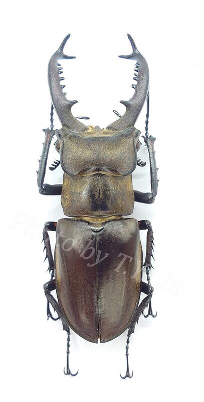 Lucanus dybowski taiwanus 高砂深山鍬形蟲 標本 乾貨 | 露天市集 | 全台最大的網路購物市集