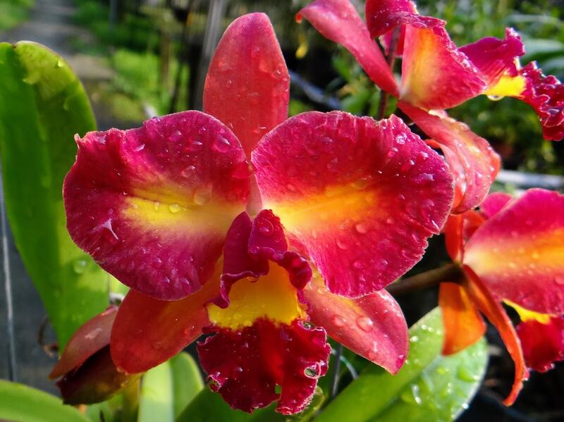 精選株Rth. Feng Hua One '風華1號'(花色美+單梗多花)整叢2-3路 | 露天市集 | 全台最大的網路購物市集