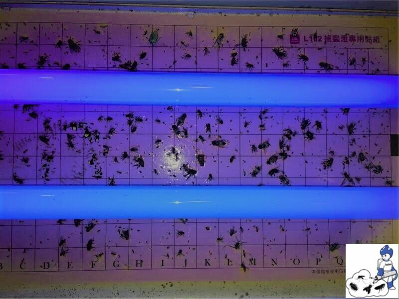 PROCATCH 適合各種場所(附全新飛利浦燈管)~專業捕蠅蟲燈【8坪用抽屜式捕蟲燈 L-102】－特效除蟲 | 露天市集 | 全台最大的網路購物市集
