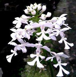 台灣原生蘭之美Calanthe triplicata var. alba 白鶴蘭(極罕見~白變種~馴化多年)勿下標 | 露天市集 | 全台最大 ...