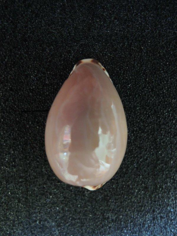 【Steven貝殼小屋】Cypraea angustata 豐滿寶螺 ( Dark色深 . 不錯尺寸) 澳洲《降價》 | 露天市集 | 全台最 ...