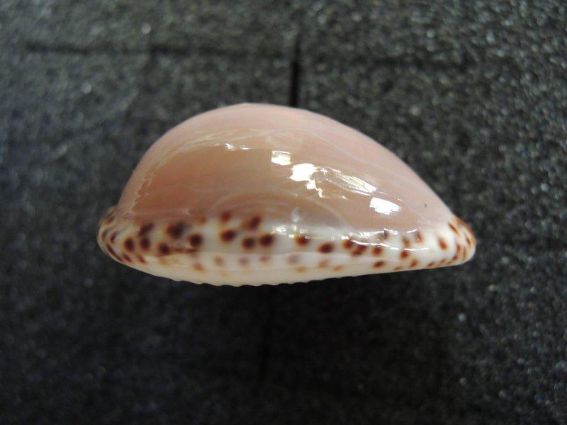 【Steven貝殼小屋】Cypraea angustata 豐滿寶螺 ( Dark色深 . 不錯尺寸) 澳洲《降價》 | 露天市集 | 全台最 ...