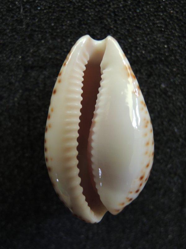 【Steven貝殼小屋】Cypraea angustata 豐滿寶螺 ( Dark色深 . 不錯尺寸) 澳洲《降價》 | 露天市集 | 全台最 ...