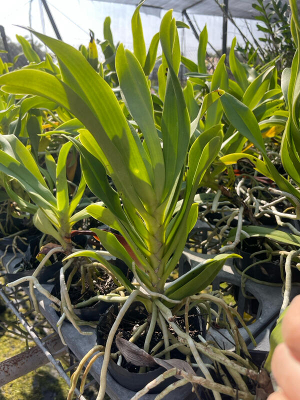 異屬雜交迷秀株Vanda Denison’s Dwarf x Phal. hygrochila濕唇蘭 | 露天市集 | 全台最大的網路購物市集