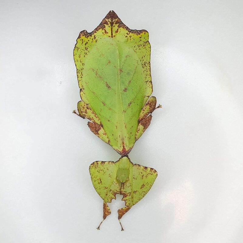 檸檬(利蒙治氏)隱葉脩葉修卵模型 Cryptophyllium limogesi 有黃/綠兩色型 10顆/組 | 露天市集 | 全台最大的網路購物市集